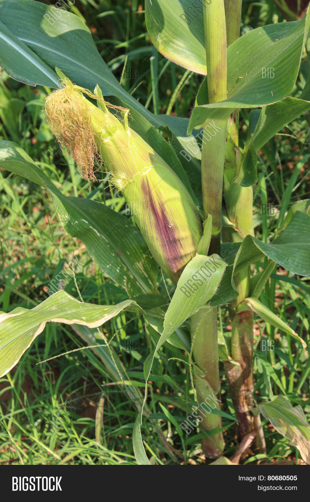 Maize Known Corn Large Image & Photo (Free Trial) | Bigstock
