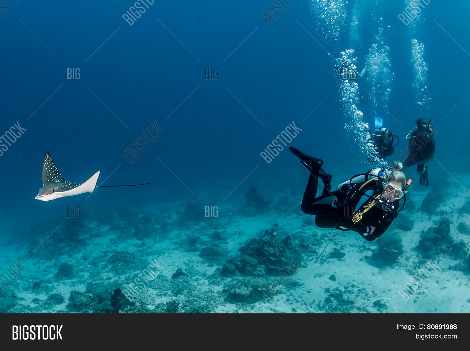Baby Eagle Ray Scuba Image & Photo (Free Trial) | Bigstock