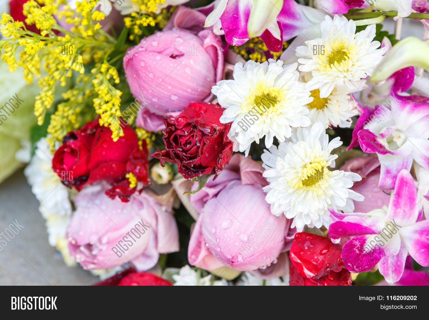 Beautiful Rose Lotus Image & Photo (Free Trial) | Bigstock