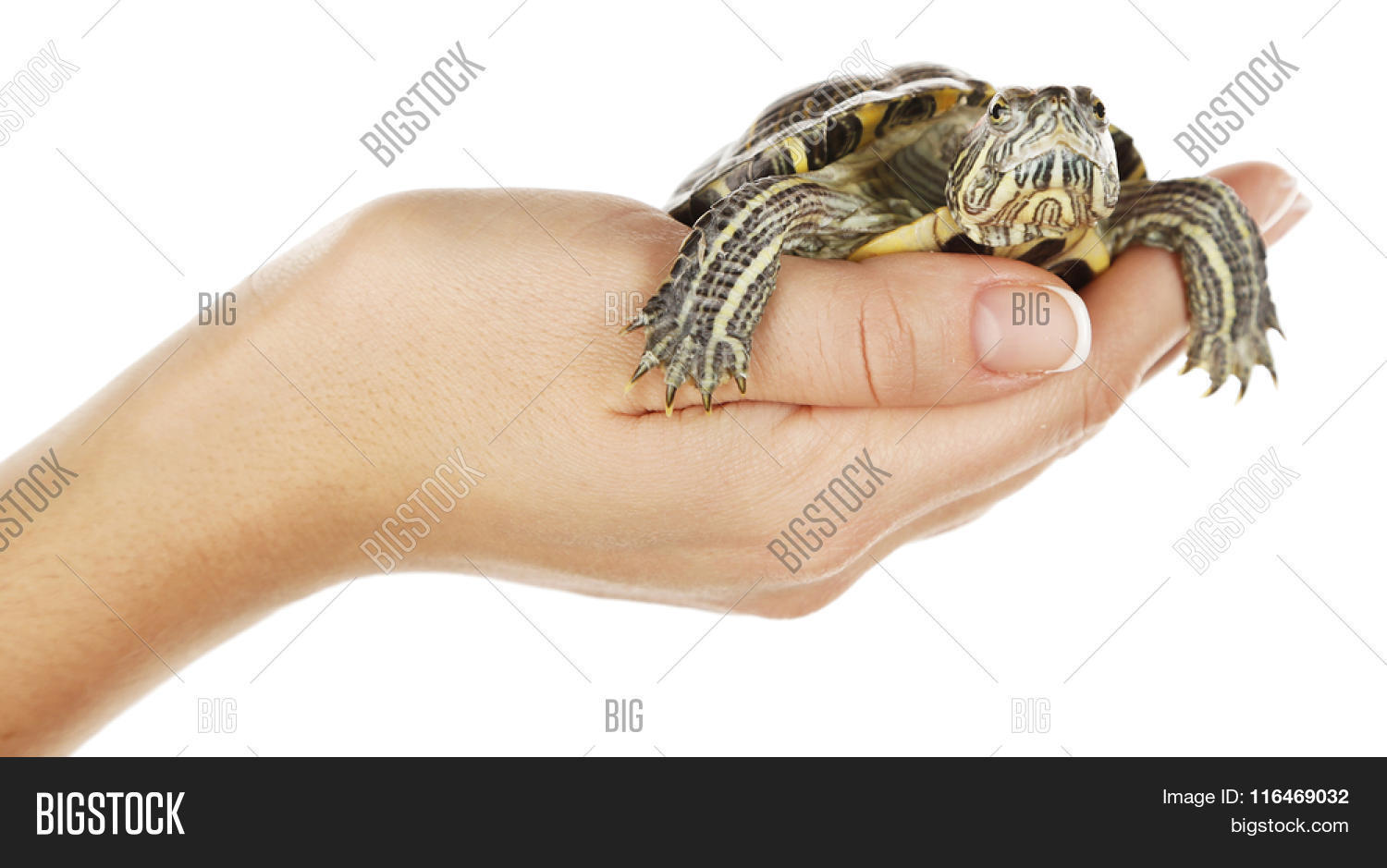 Turtle Woman Hands Image & Photo (Free Trial) | Bigstock
