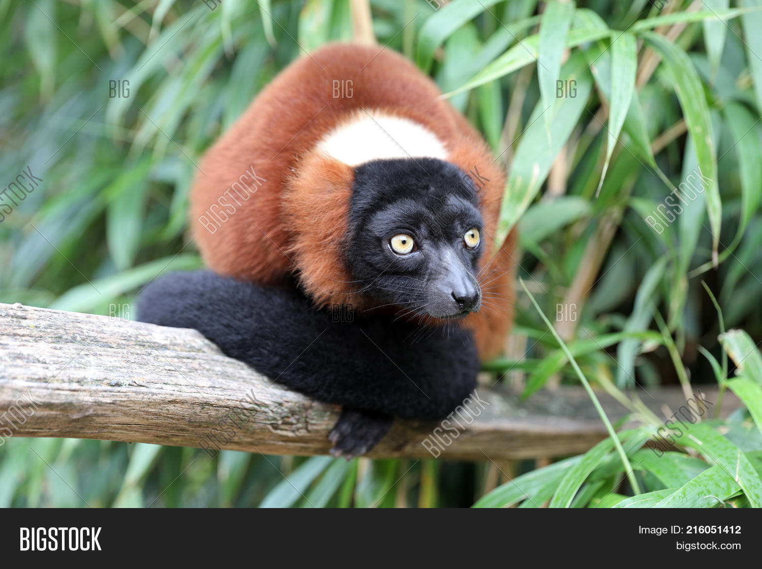 Cute Red Ruffed Lemur Image & Photo (Free Trial) | Bigstock