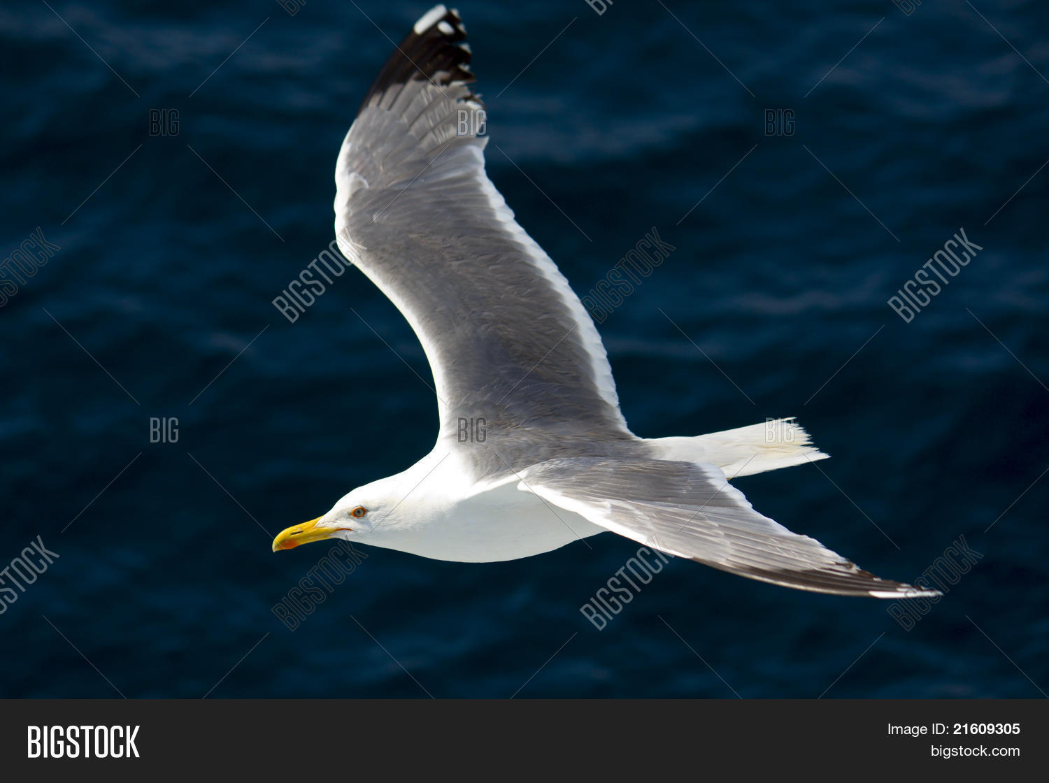 Seagull Flying Above Image & Photo (Free Trial) | Bigstock