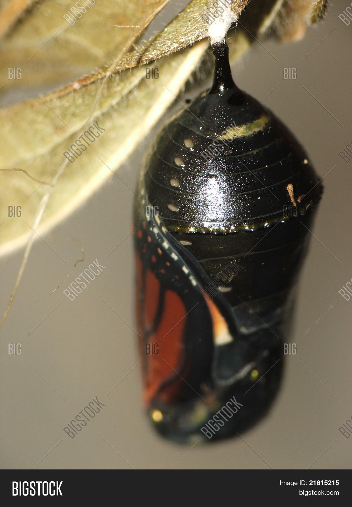 Monarch Chrysalis, Image & Photo (Free Trial) | Bigstock