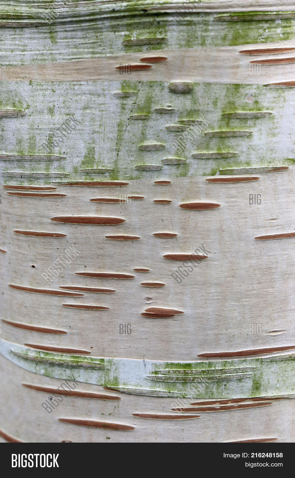 Birch Tree Trunk Image & Photo (Free Trial) | Bigstock
