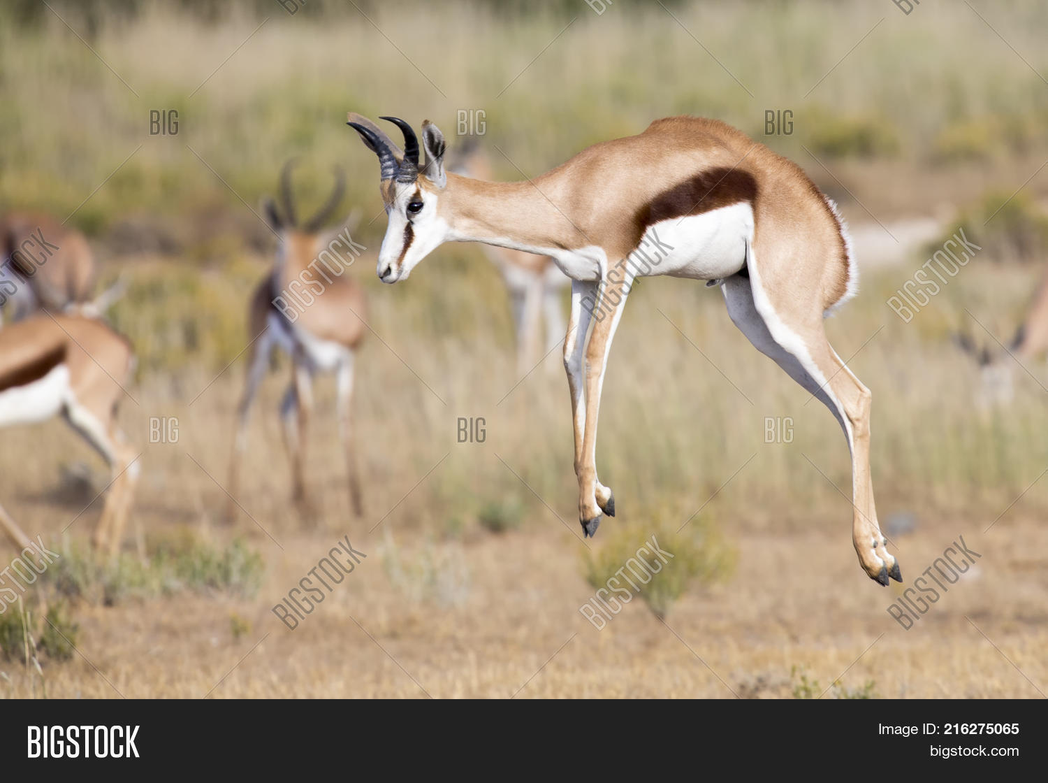 Springbok Herd Image & Photo (Free Trial) | Bigstock