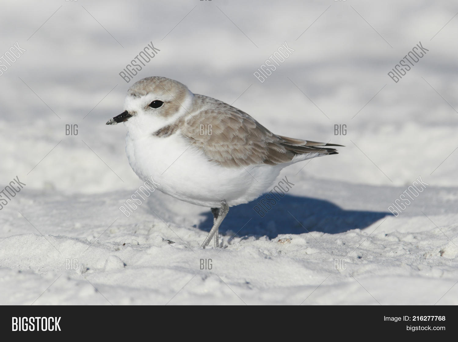 Snowy Plover, Image & Photo (Free Trial) | Bigstock