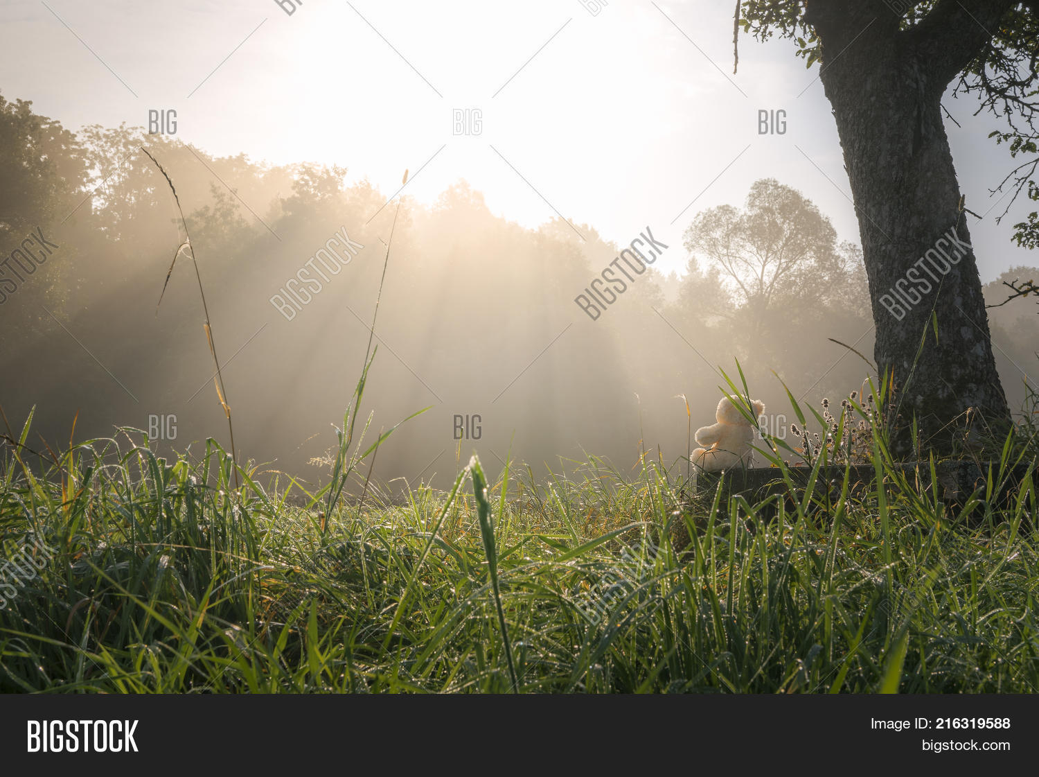Morning Sun Rays Teddy Image & Photo (Free Trial) | Bigstock