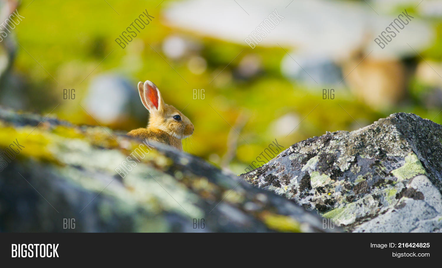 Cute Rabbit Fall Image & Photo (Free Trial) | Bigstock