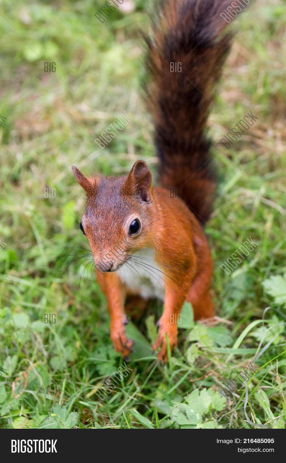 Red Squirrel On Branch Image & Photo (Free Trial) | Bigstock