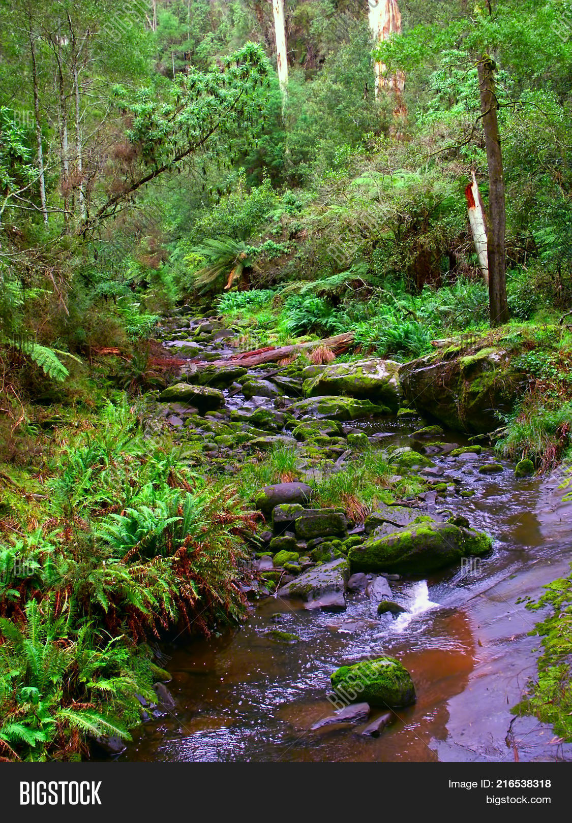 Calm Stream Image & Photo (Free Trial) | Bigstock