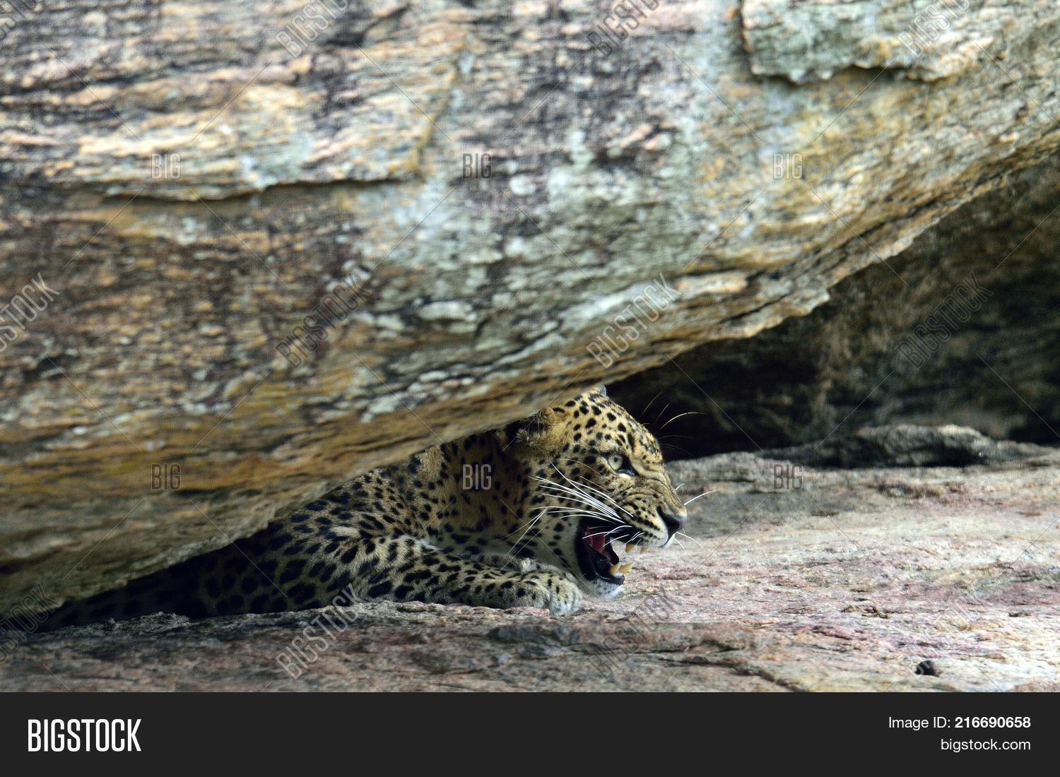 Leopard Roaring. Image & Photo (Free Trial) | Bigstock