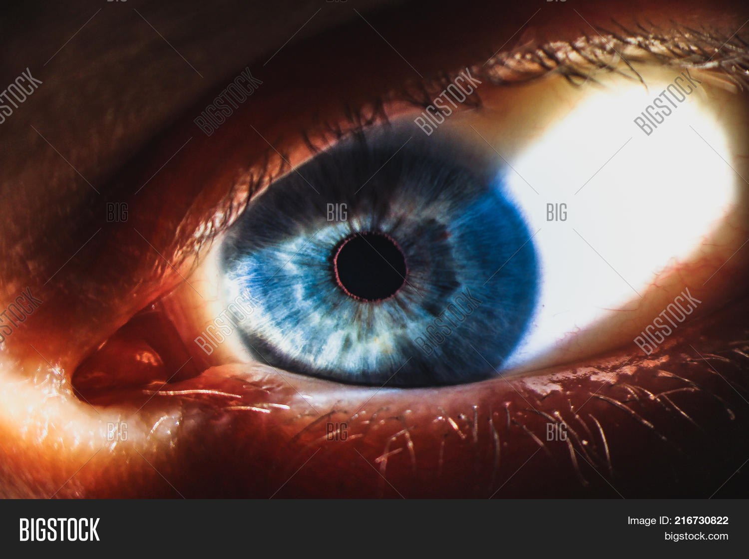 Enlarged Image Eye Image & Photo (Free Trial) | Bigstock