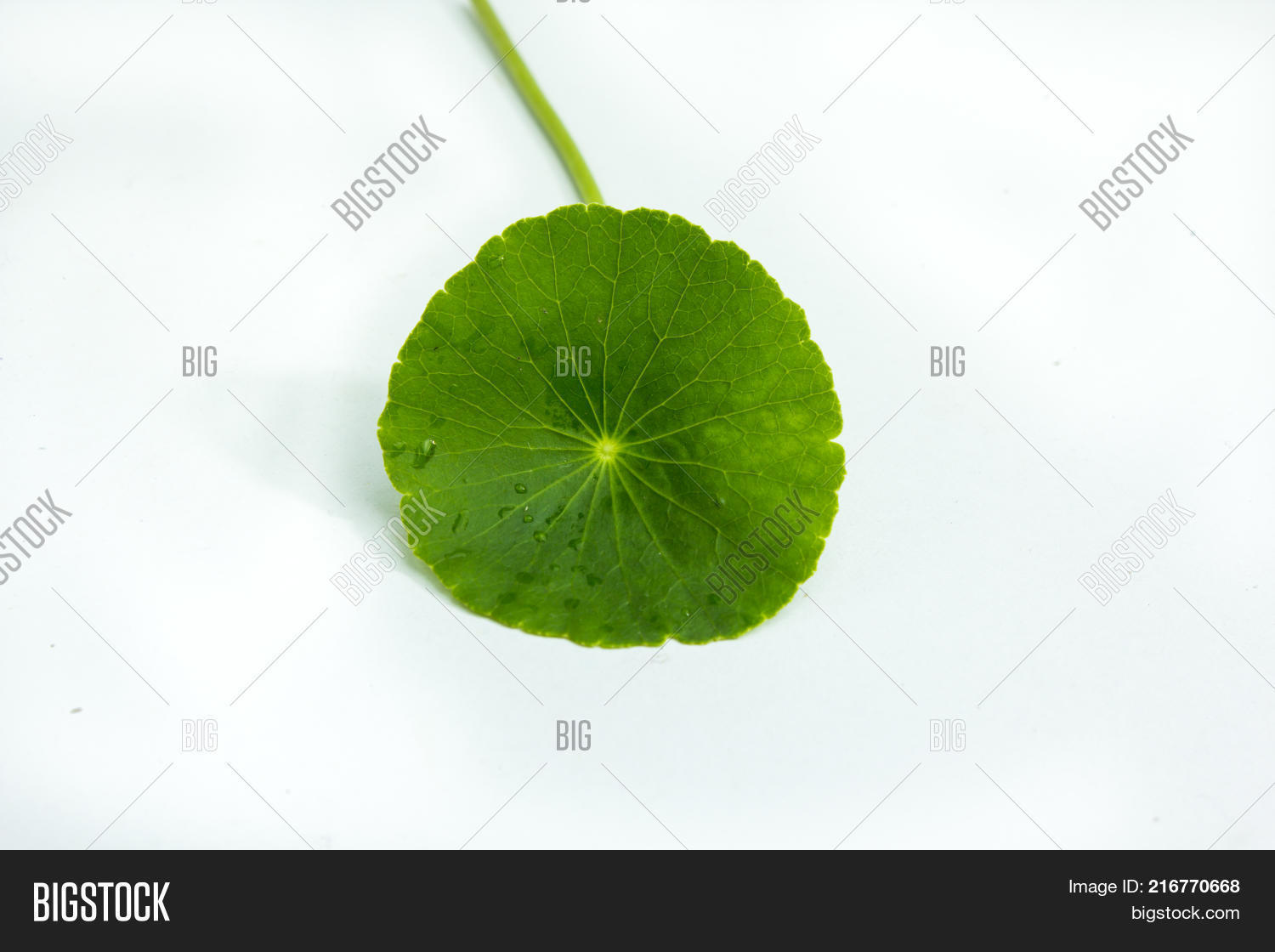 Centella Image & Photo (Free Trial) | Bigstock