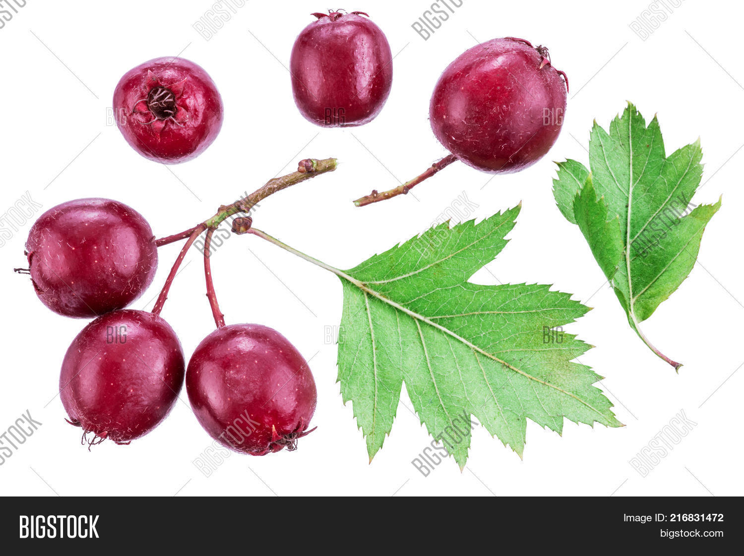 Hawthorn Berries Image & Photo (Free Trial) | Bigstock