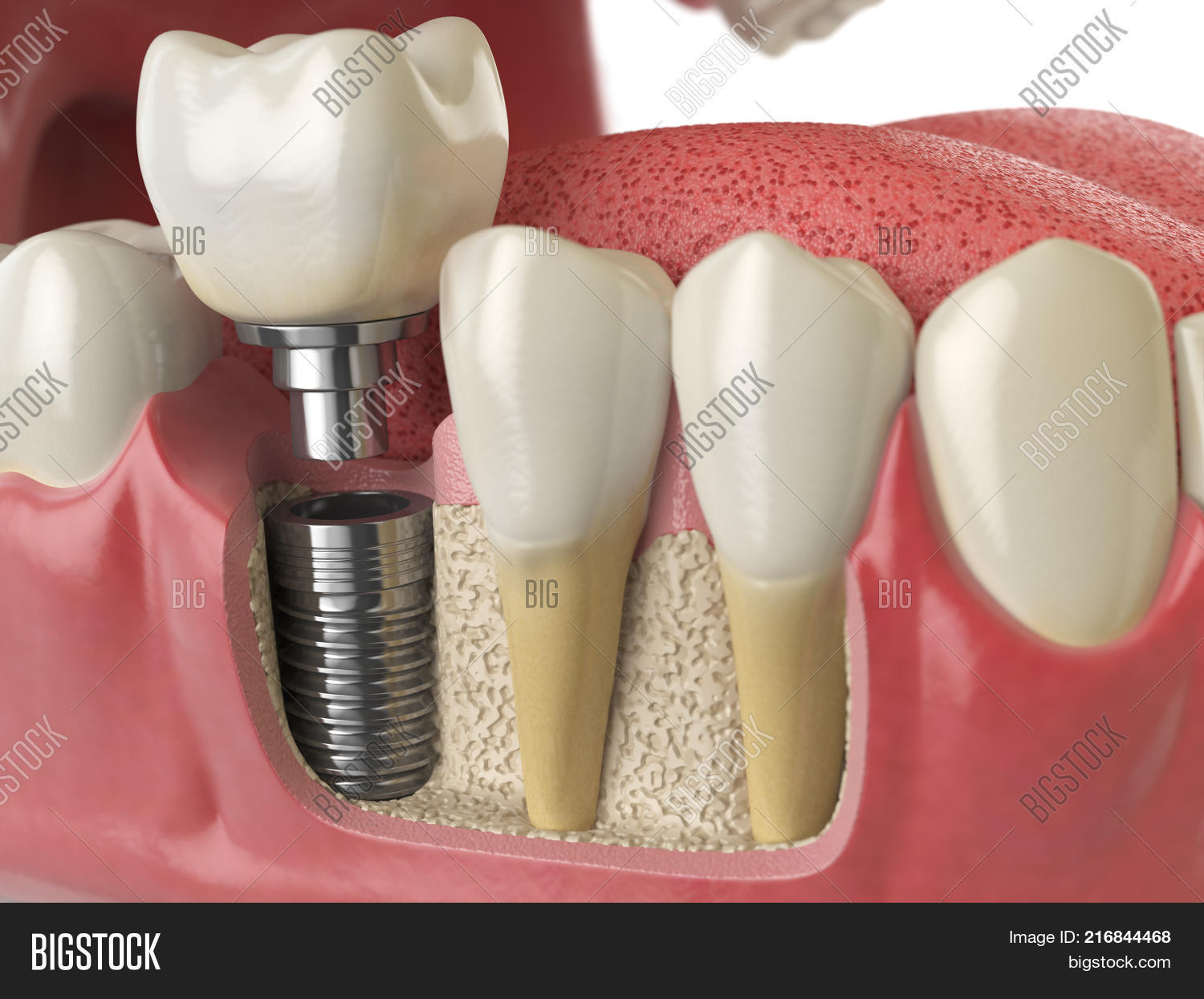 Anatomy Healthy Teeth Image & Photo (Free Trial) | Bigstock