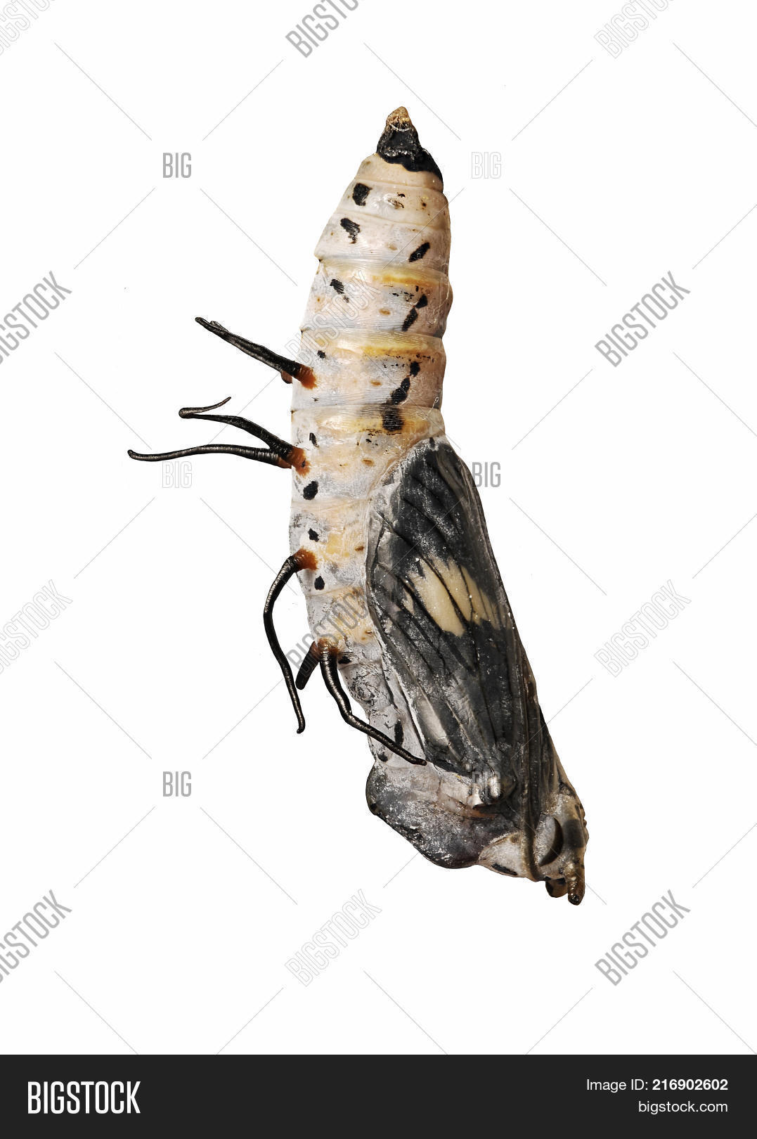 Bristled White Pupa Image & Photo (Free Trial) | Bigstock