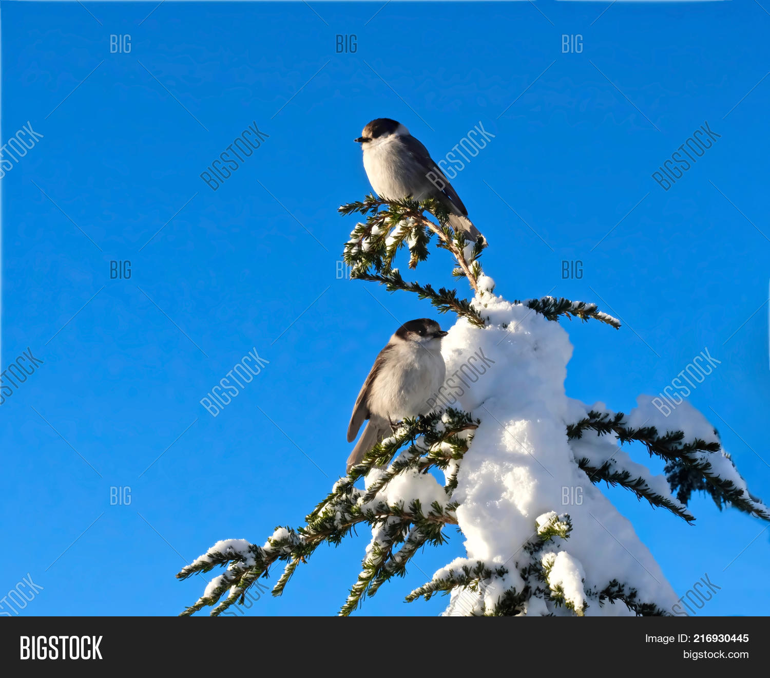 Grey Jay. Canada Jay. Image & Photo (Free Trial) | Bigstock