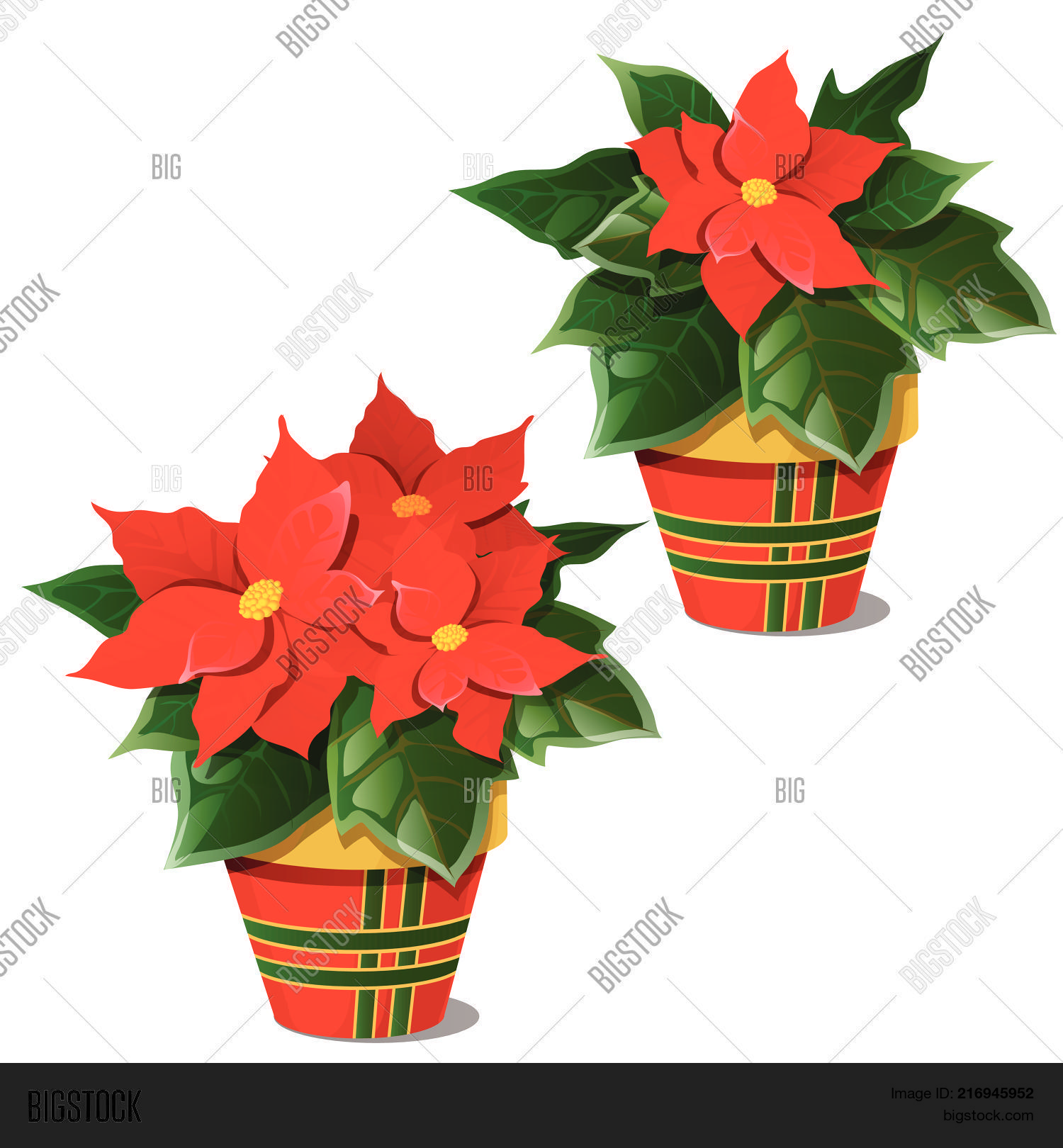 Flowering Poinsettia Vector & Photo (Free Trial) | Bigstock