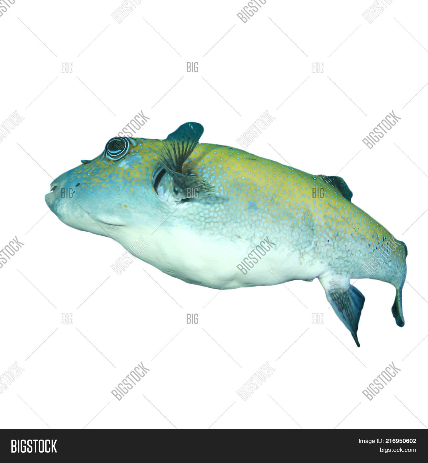 Puffer Fish Pufferfish Image & Photo (Free Trial) | Bigstock