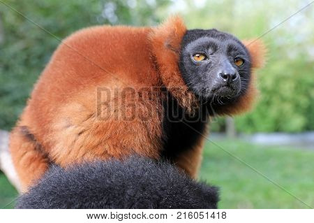 Cute Red Ruffed Lemur Image & Photo (Free Trial) | Bigstock