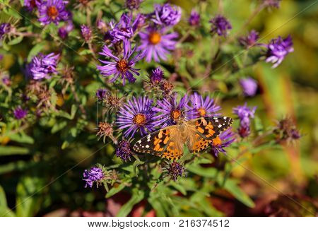 Painted Lady Butterfly shot in an unusually hot September in Montreal ...