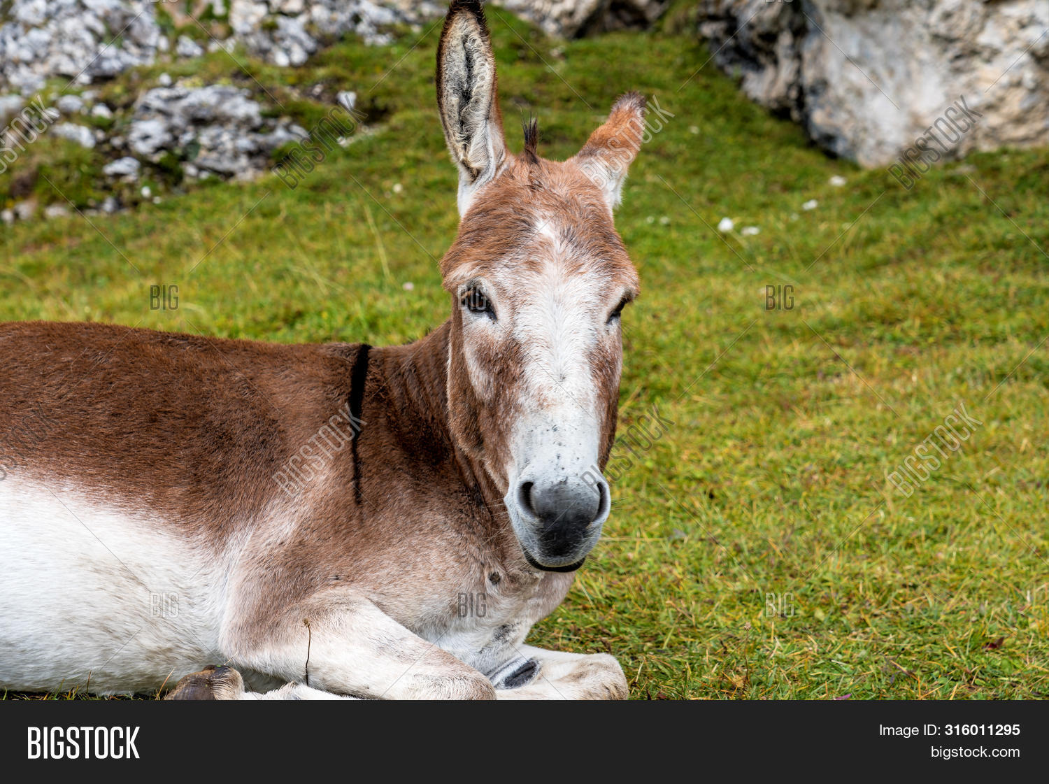 Donkey Italian Image & Photo (Free Trial) | Bigstock
