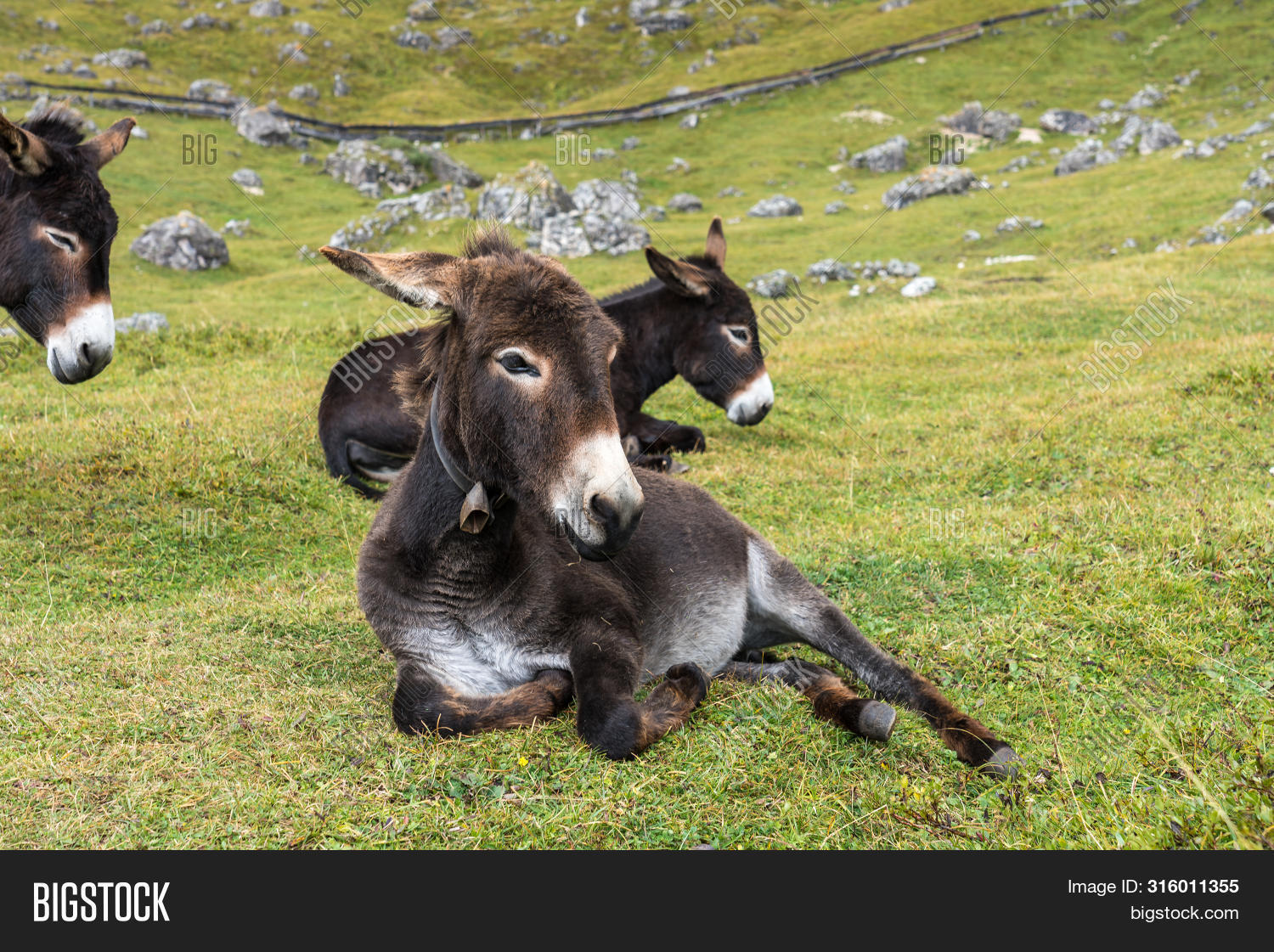 Donkey Italian Image & Photo (Free Trial) | Bigstock