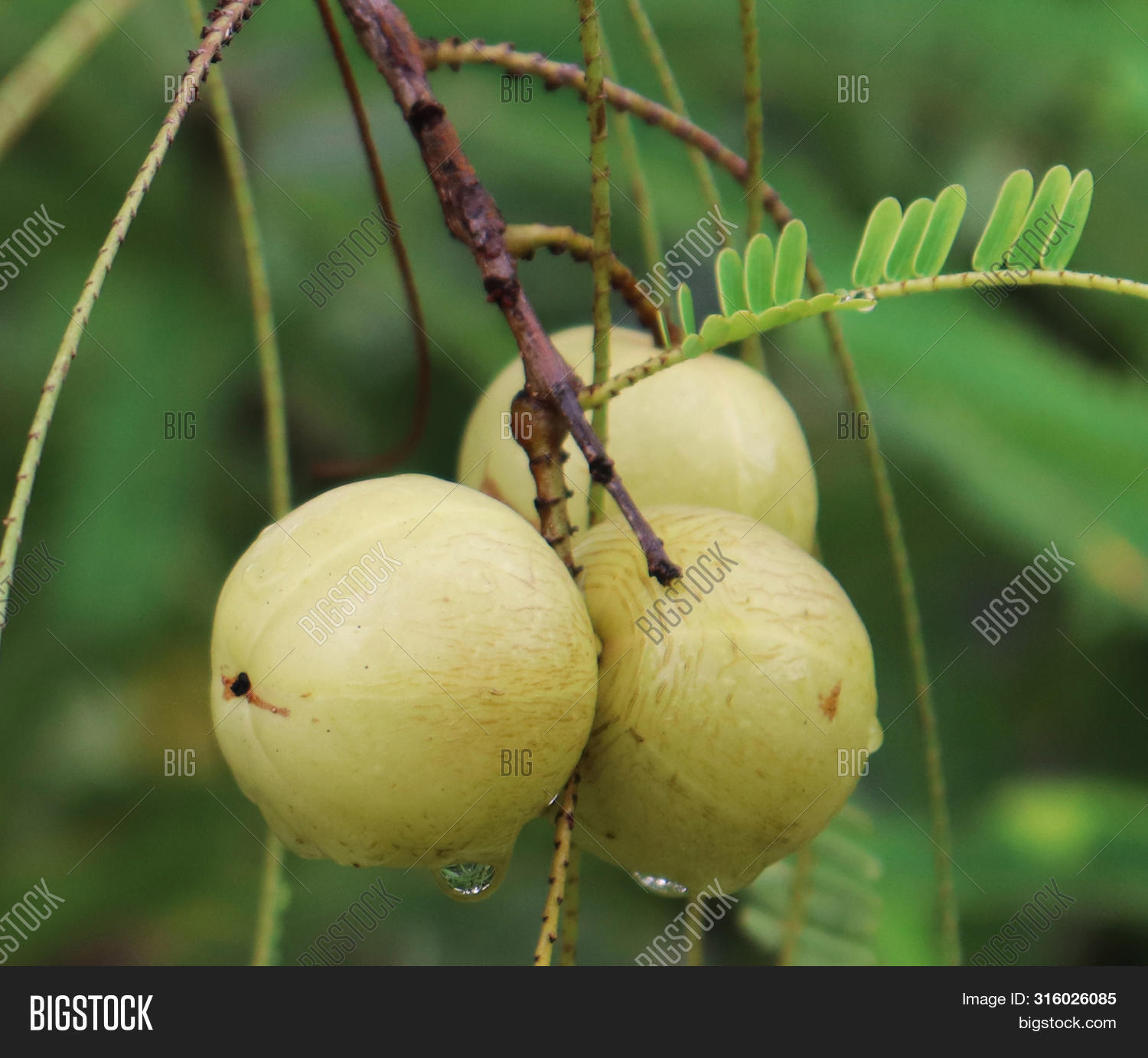 Amla Growing On Amla Image & Photo (Free Trial) | Bigstock