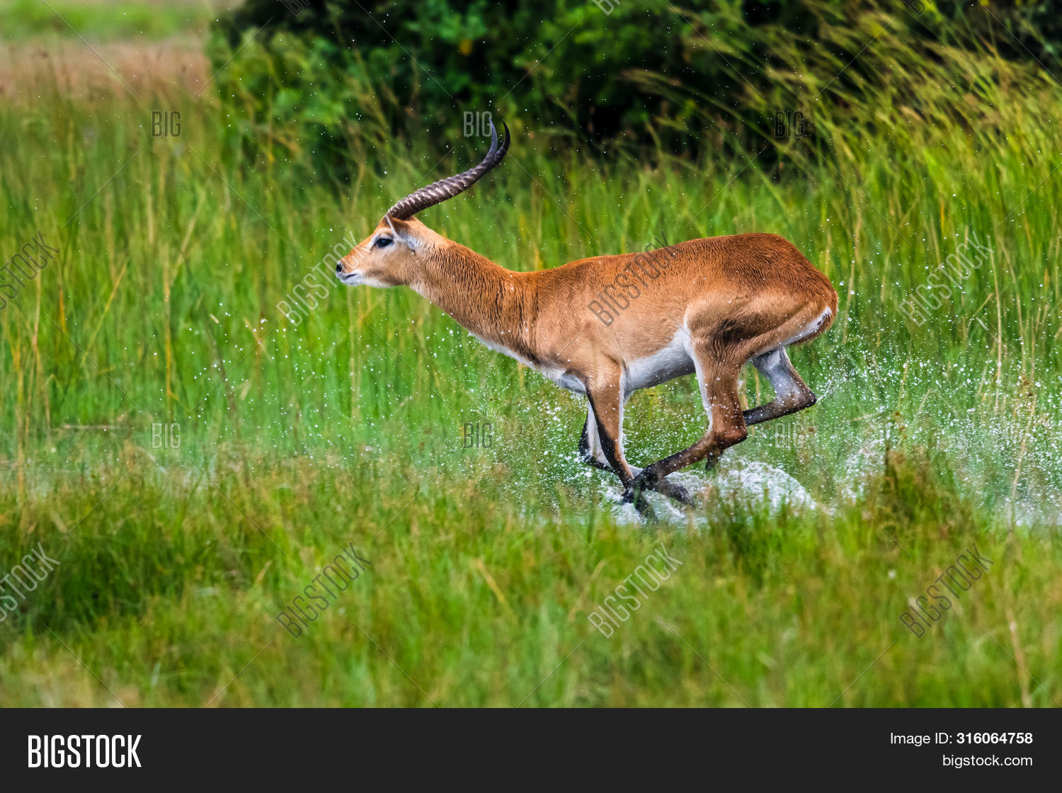 Running Antelope Image & Photo (Free Trial) | Bigstock