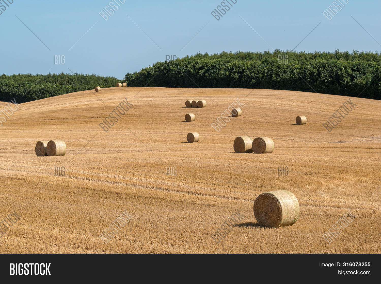 Mown Grain Field Many Image & Photo (Free Trial) | Bigstock