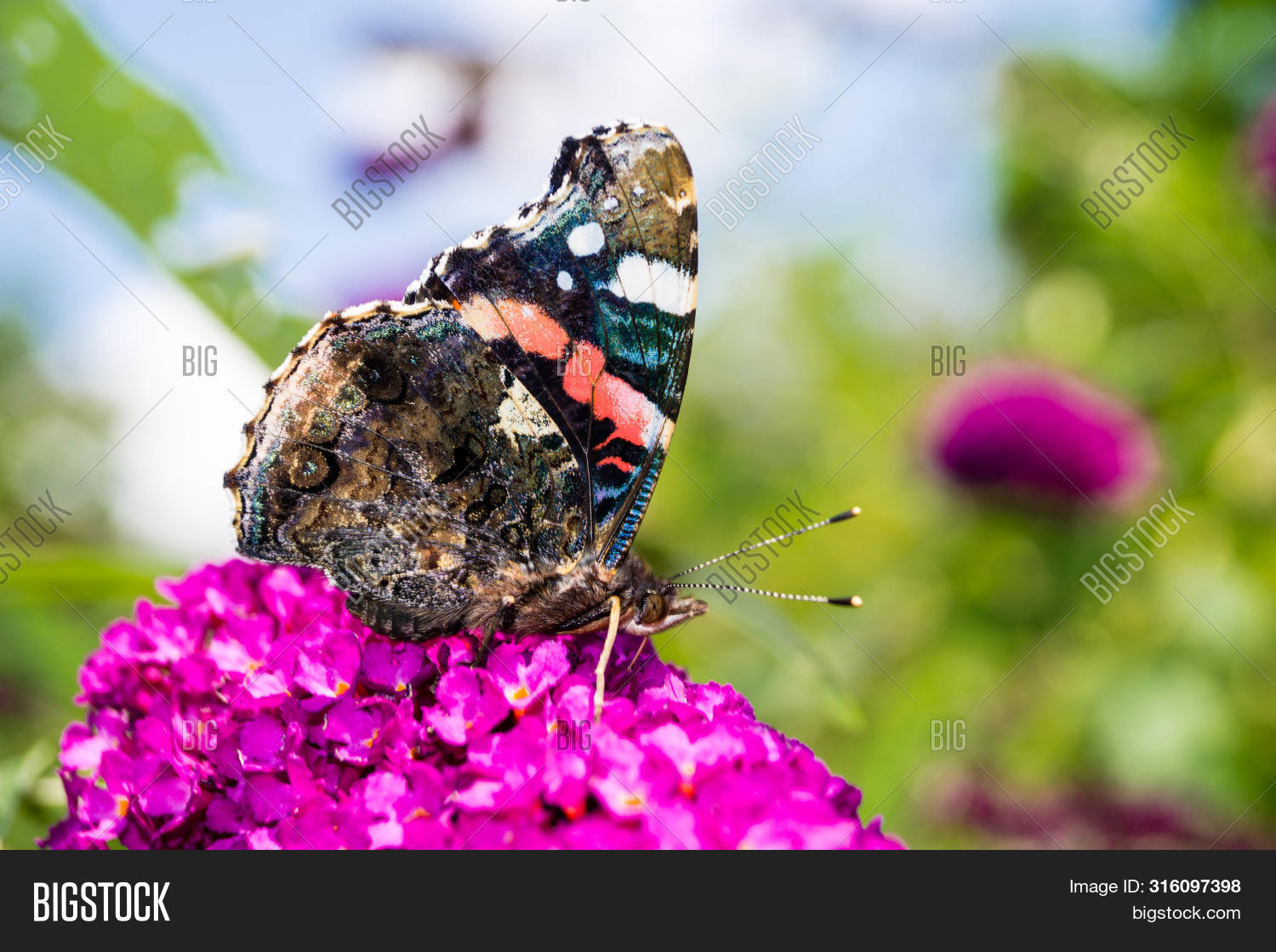 Blooming Buddleja Image & Photo (Free Trial) | Bigstock