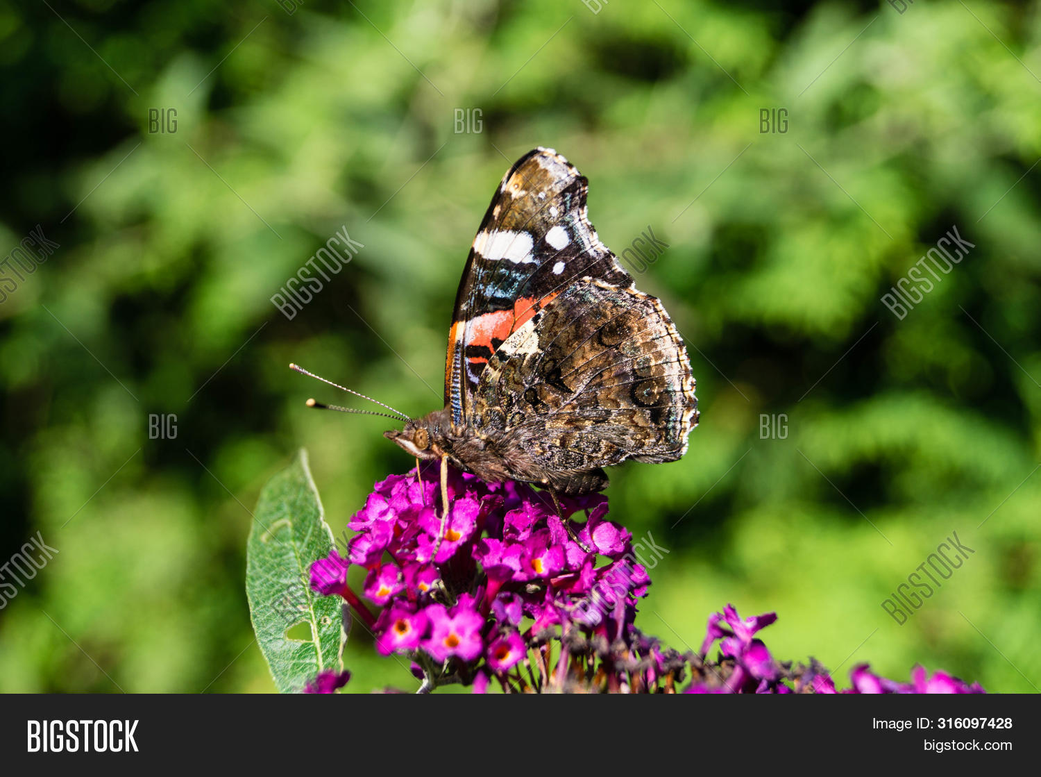 Blooming Buddleja Image & Photo (Free Trial) | Bigstock
