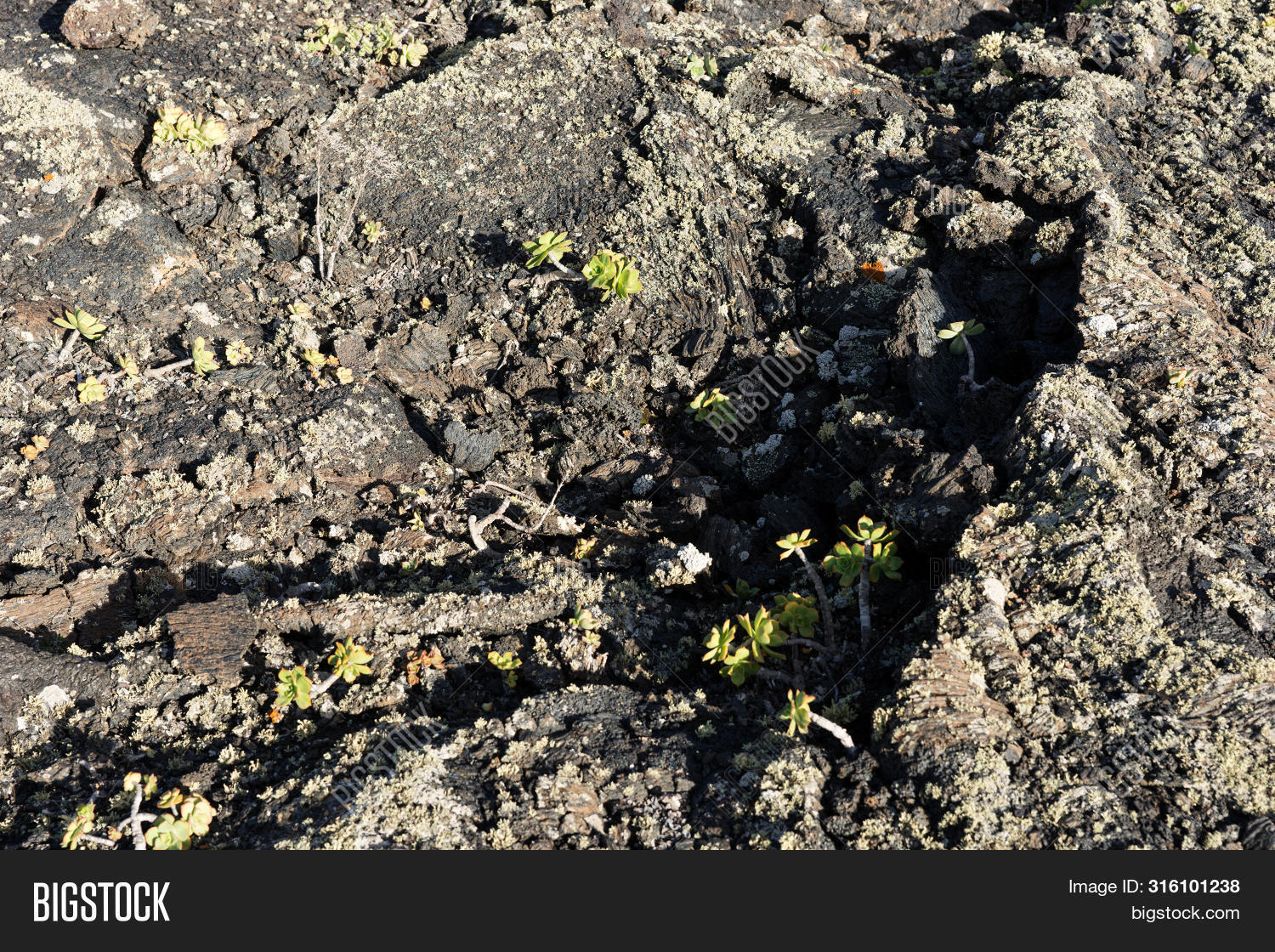 Surface Frozen Lava Image & Photo (Free Trial) | Bigstock