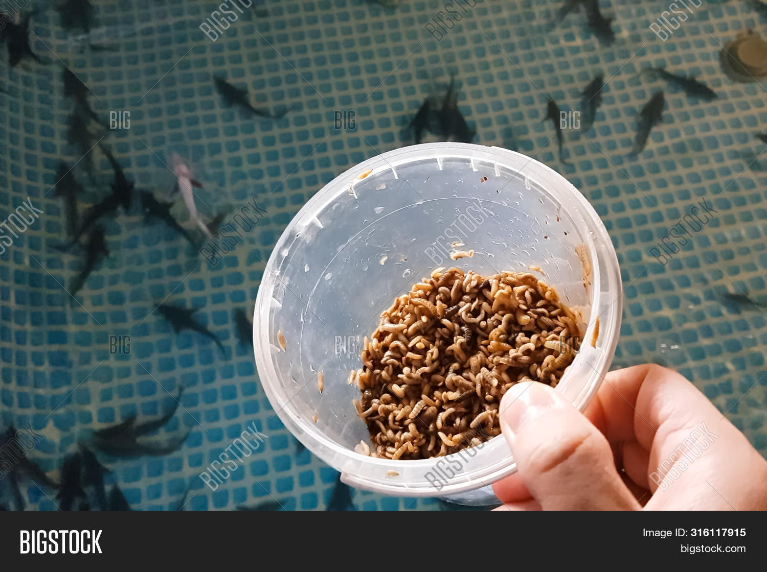 Worm Feeding Maggots Image & Photo (Free Trial) | Bigstock