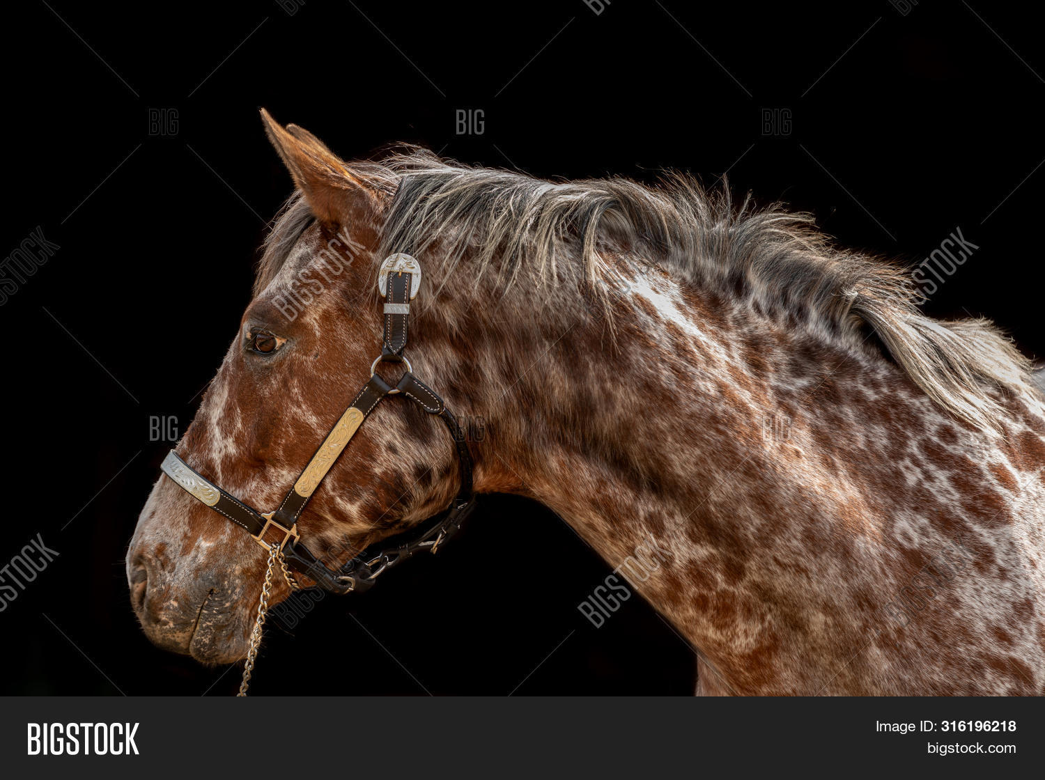Beautiful Appaloosa Image & Photo (Free Trial) | Bigstock