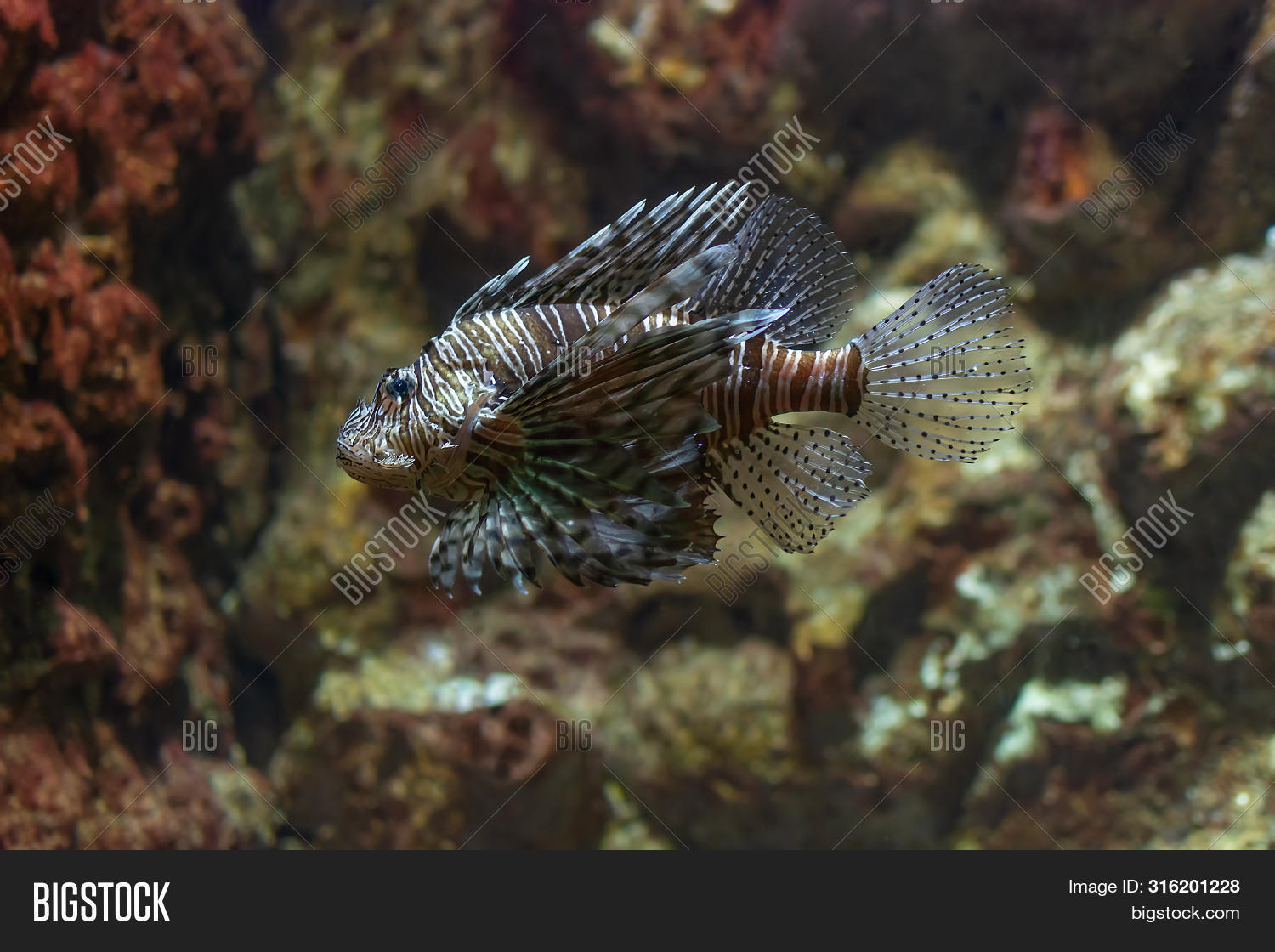 Lion Fish Pterois Image & Photo (Free Trial) | Bigstock
