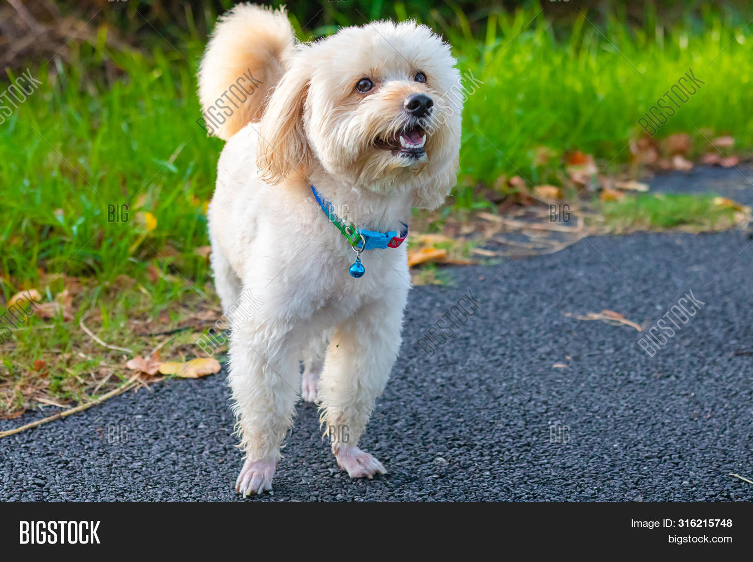 Puppy Poodle Dog, Cute Image & Photo (Free Trial) | Bigstock