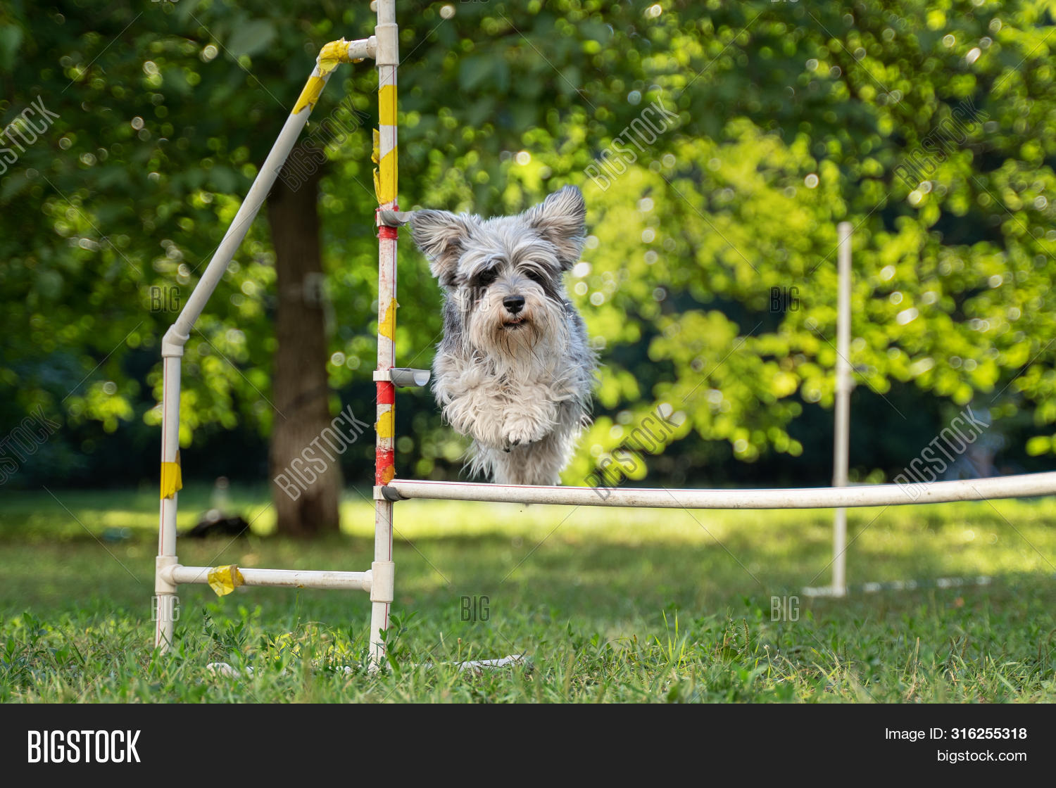 Cute Small Dog Running Image & Photo (Free Trial) | Bigstock