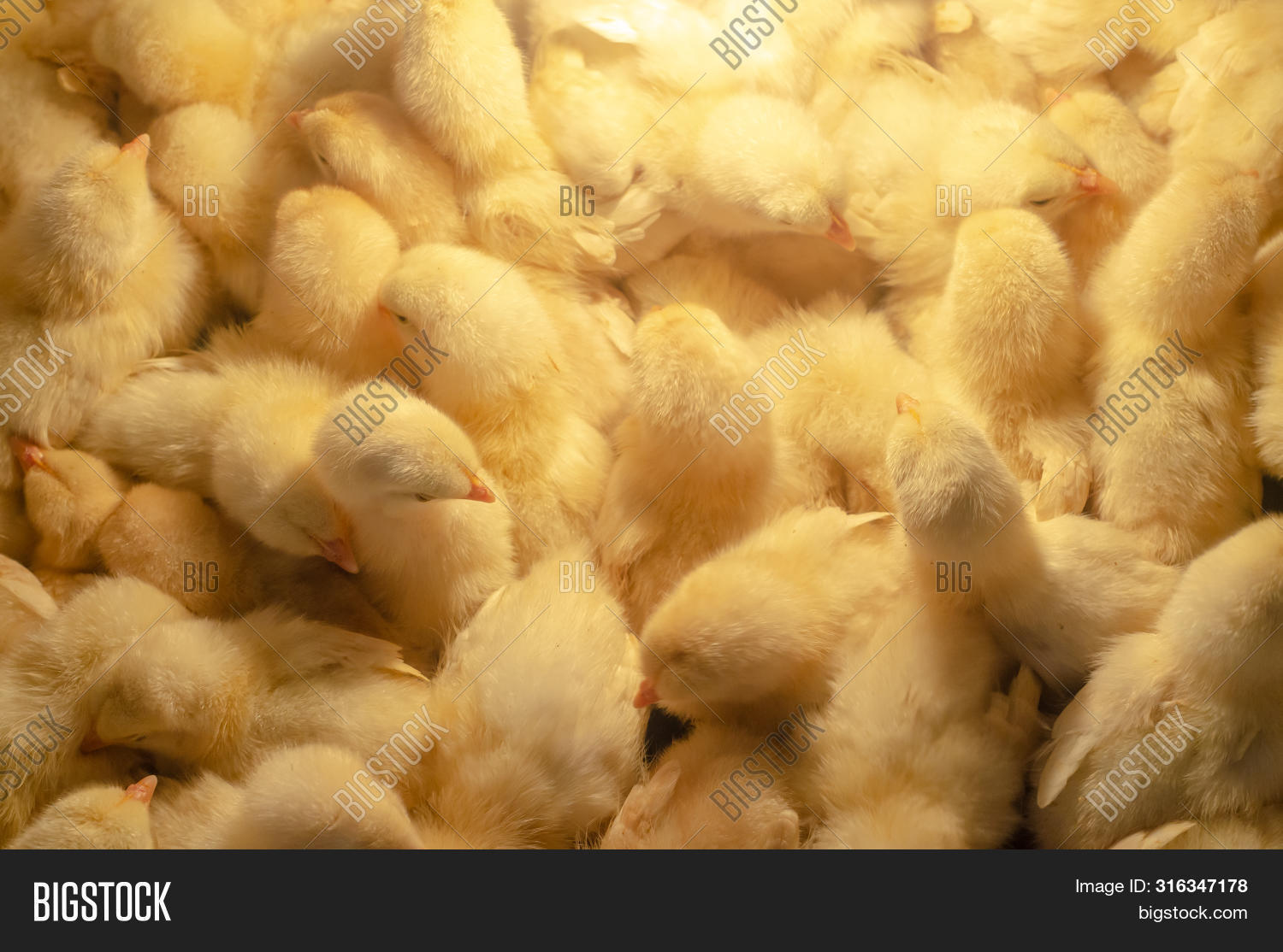 Newborn Chicken Image & Photo (Free Trial) | Bigstock