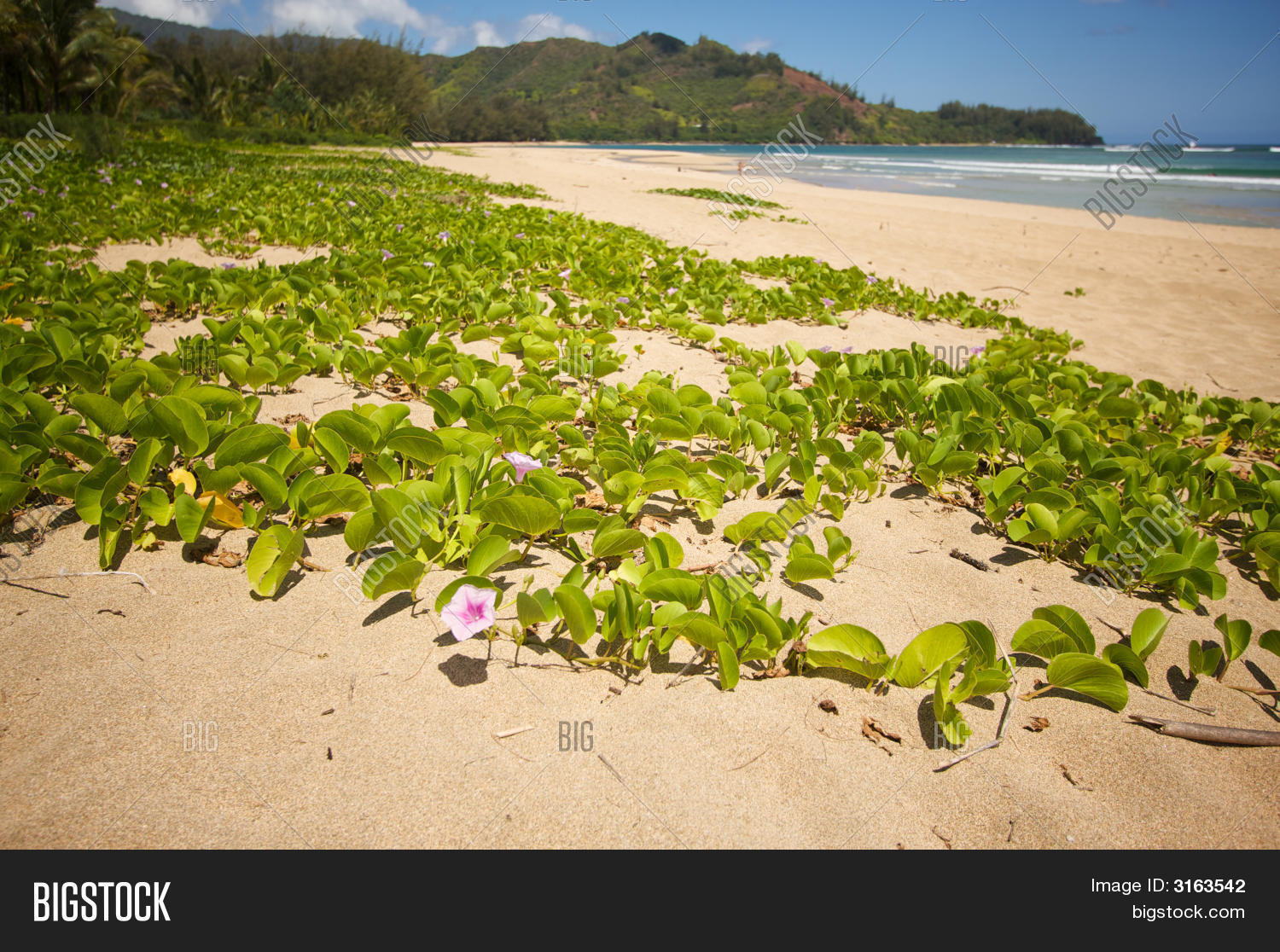 Flowers On Beach Image & Photo (Free Trial) | Bigstock