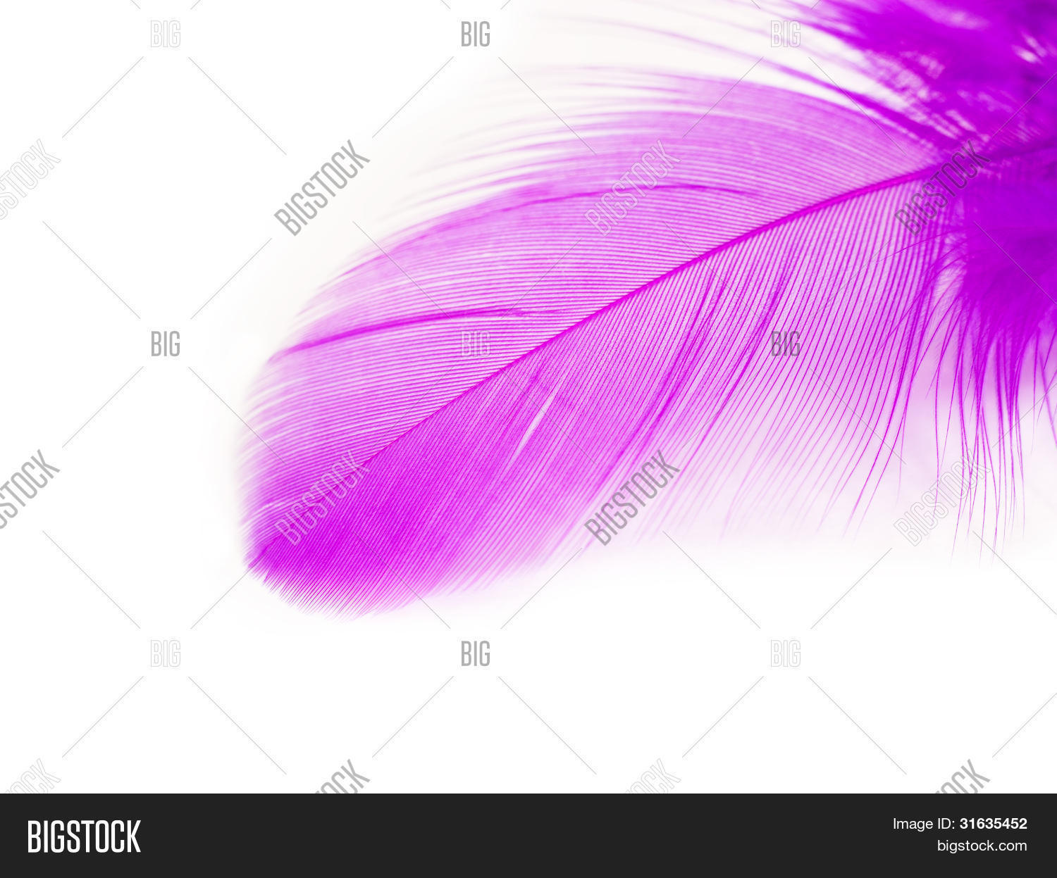 Purple Feather Image & Photo (Free Trial) | Bigstock