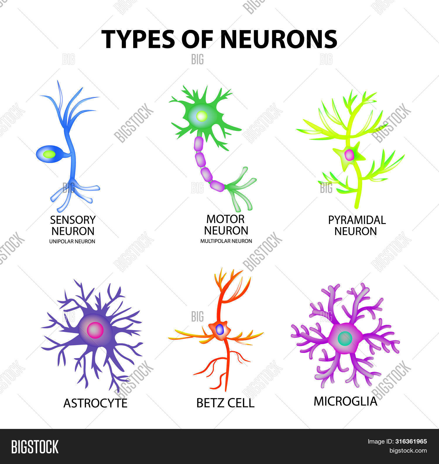 Types Neurons. Image & Photo (Free Trial) | Bigstock