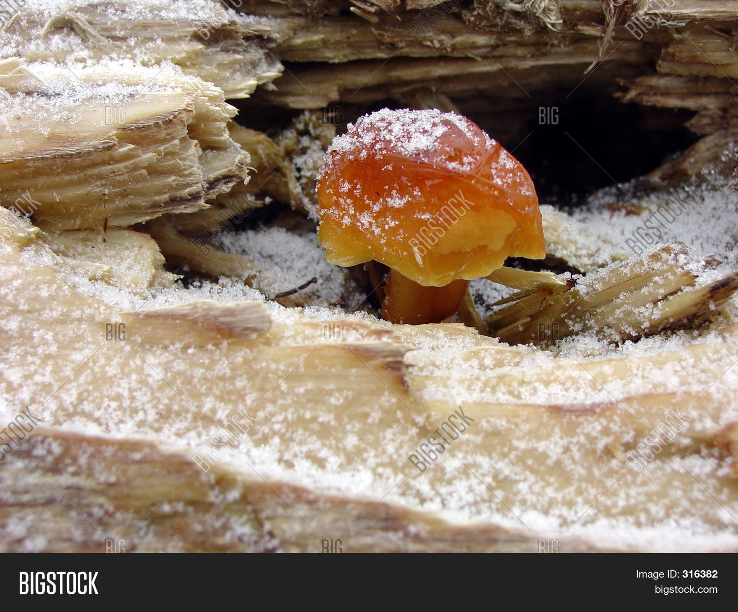 Winter Fungus Image & Photo (Free Trial) | Bigstock