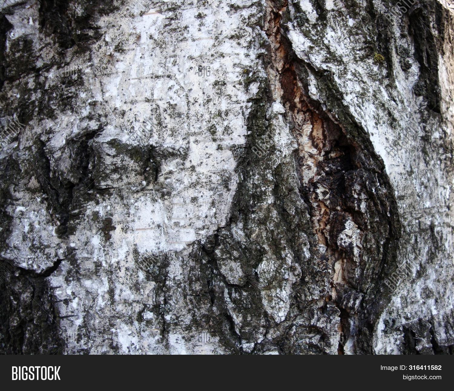 Parks Texture Bark Image & Photo (Free Trial) | Bigstock