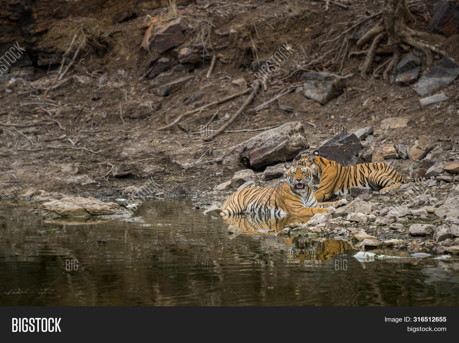 Wildlife Scene Tigress Image & Photo (Free Trial) | Bigstock