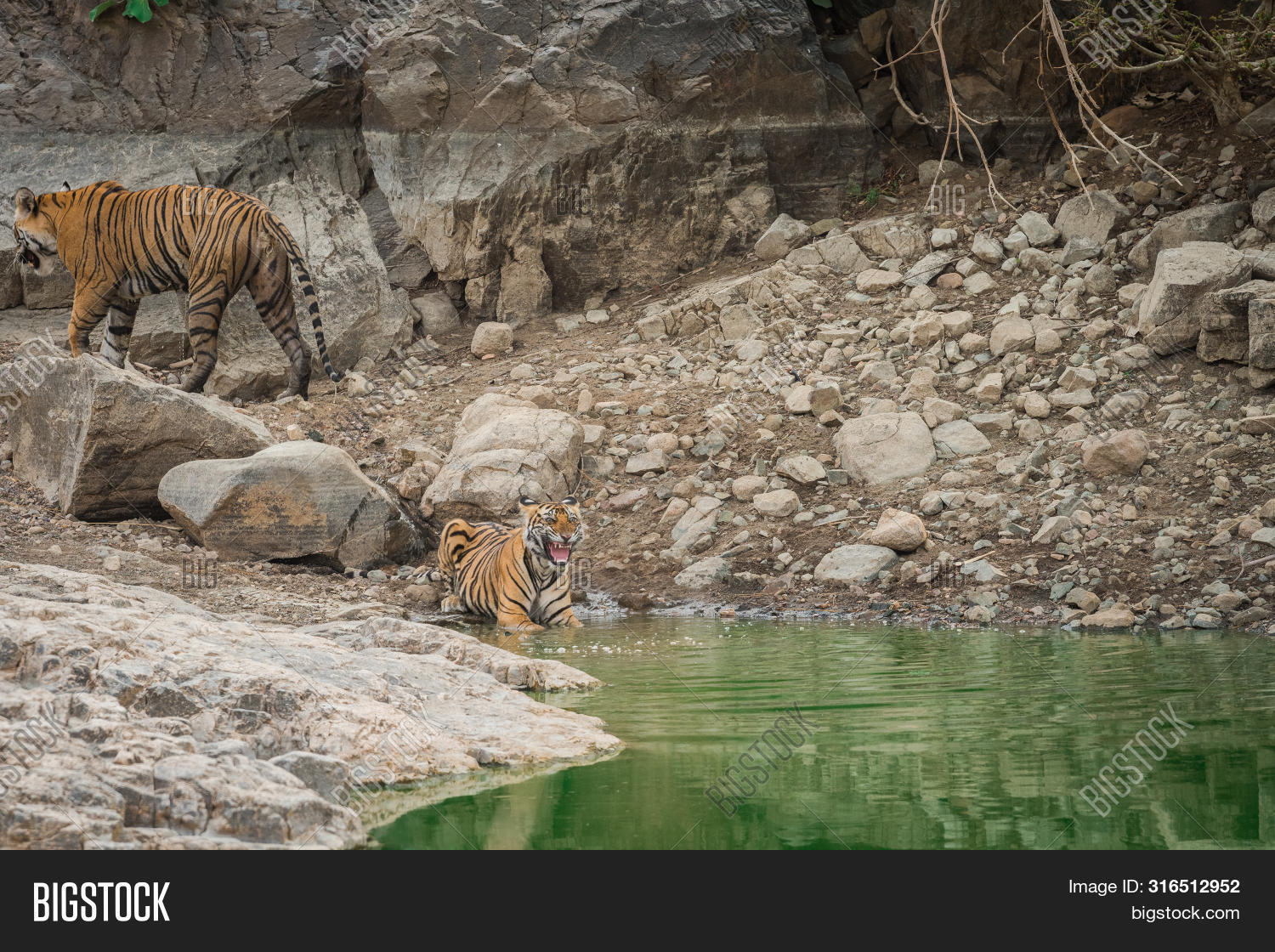 Wildlife Scene Tigress Image & Photo (Free Trial) | Bigstock