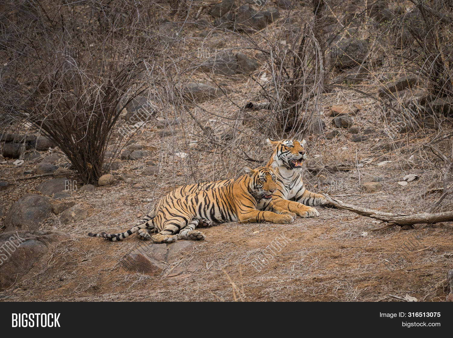 Wildlife Scene Tigress Image & Photo (Free Trial) | Bigstock