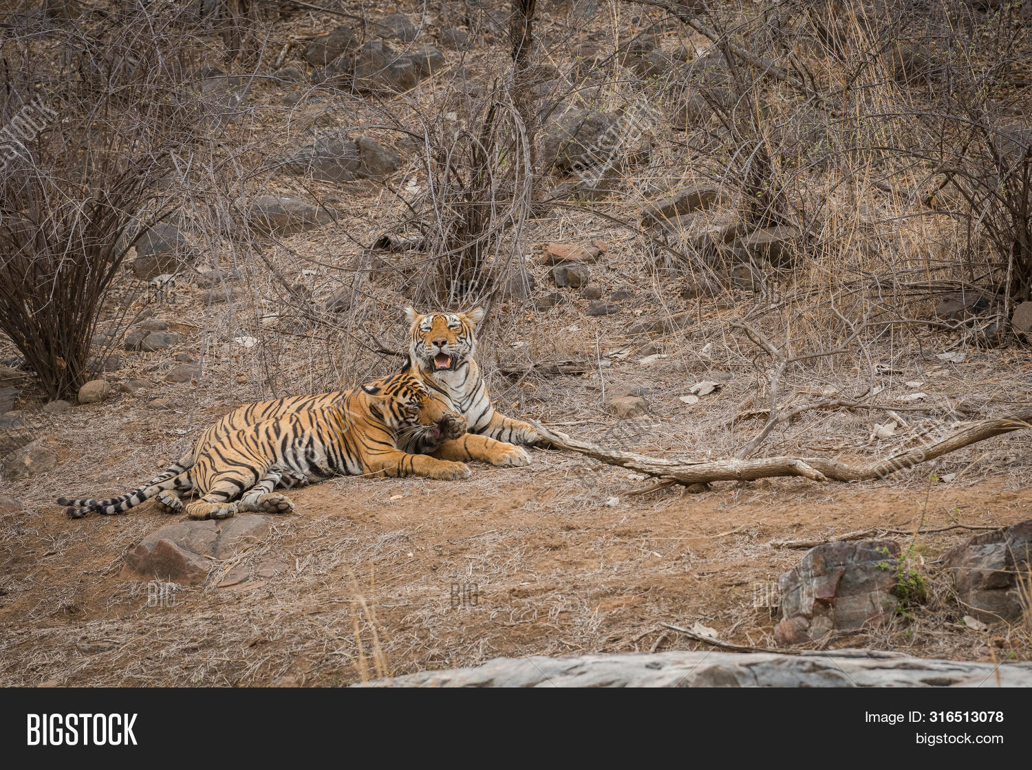 Wildlife Scene Tigress Image & Photo (Free Trial) | Bigstock