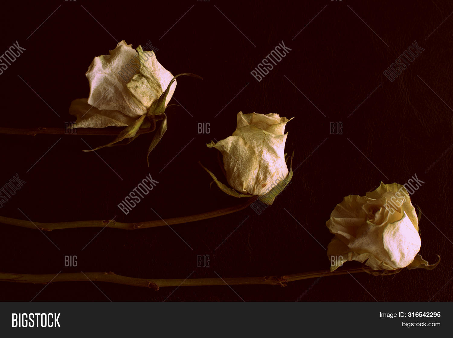 Wilted White Roses On Image & Photo (Free Trial) | Bigstock