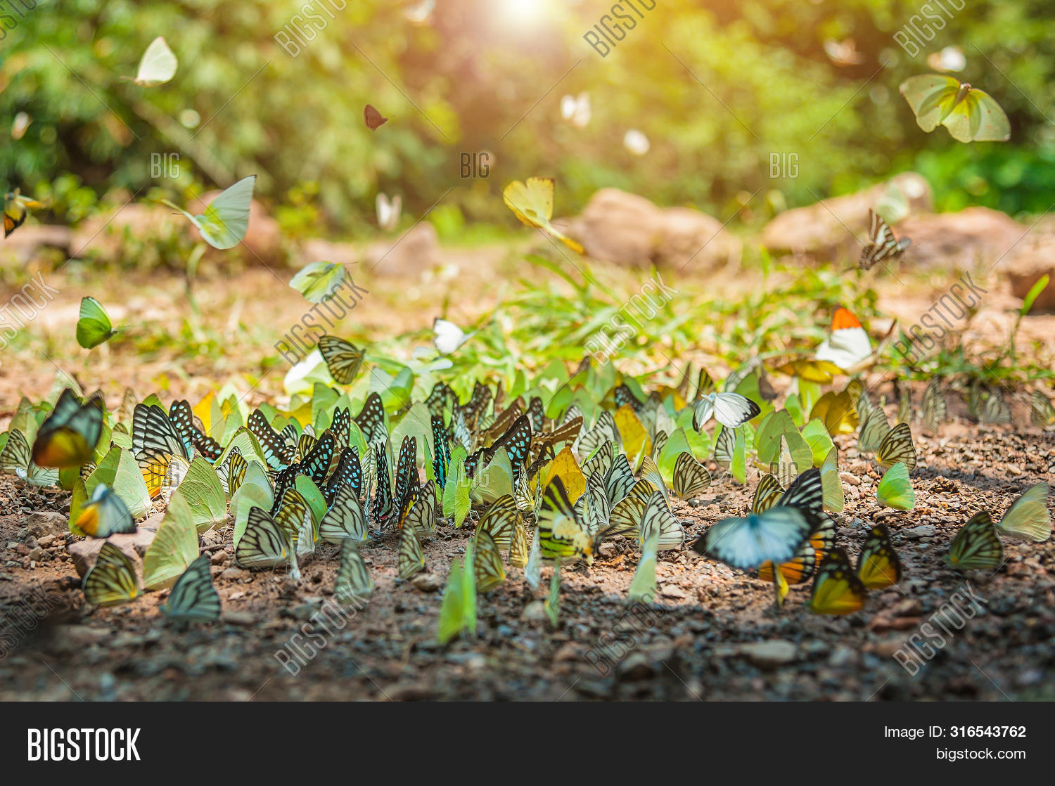 Swarm Of Butterflies In Nature